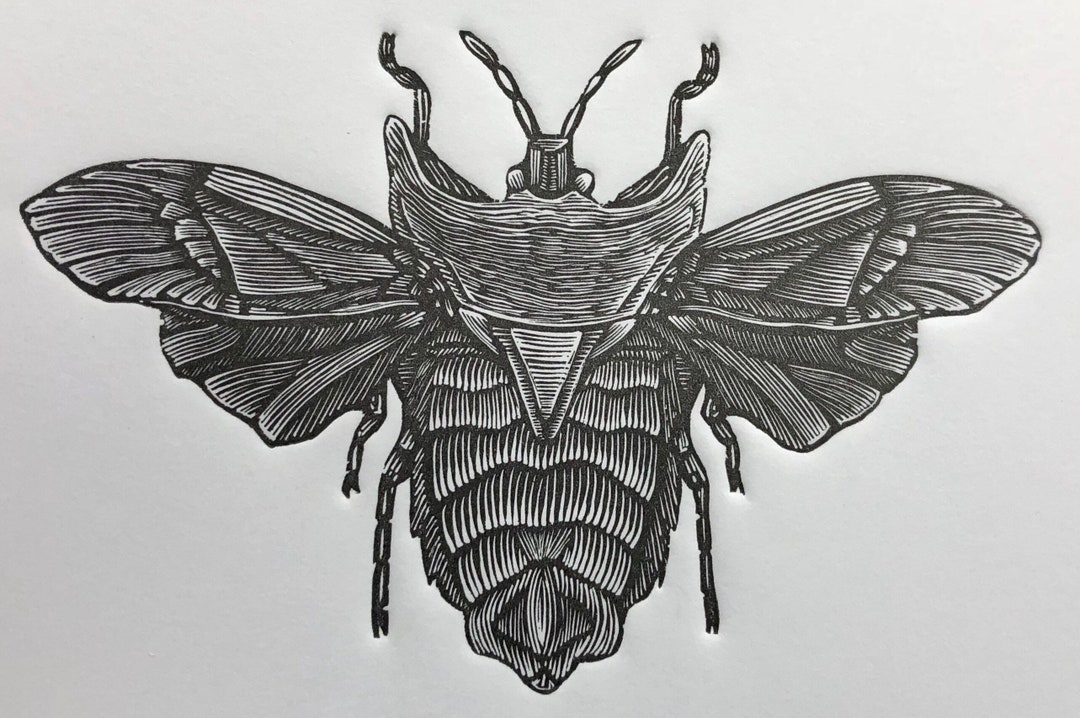 FRED the Bug : Letterpress Print Engraving - Etsy