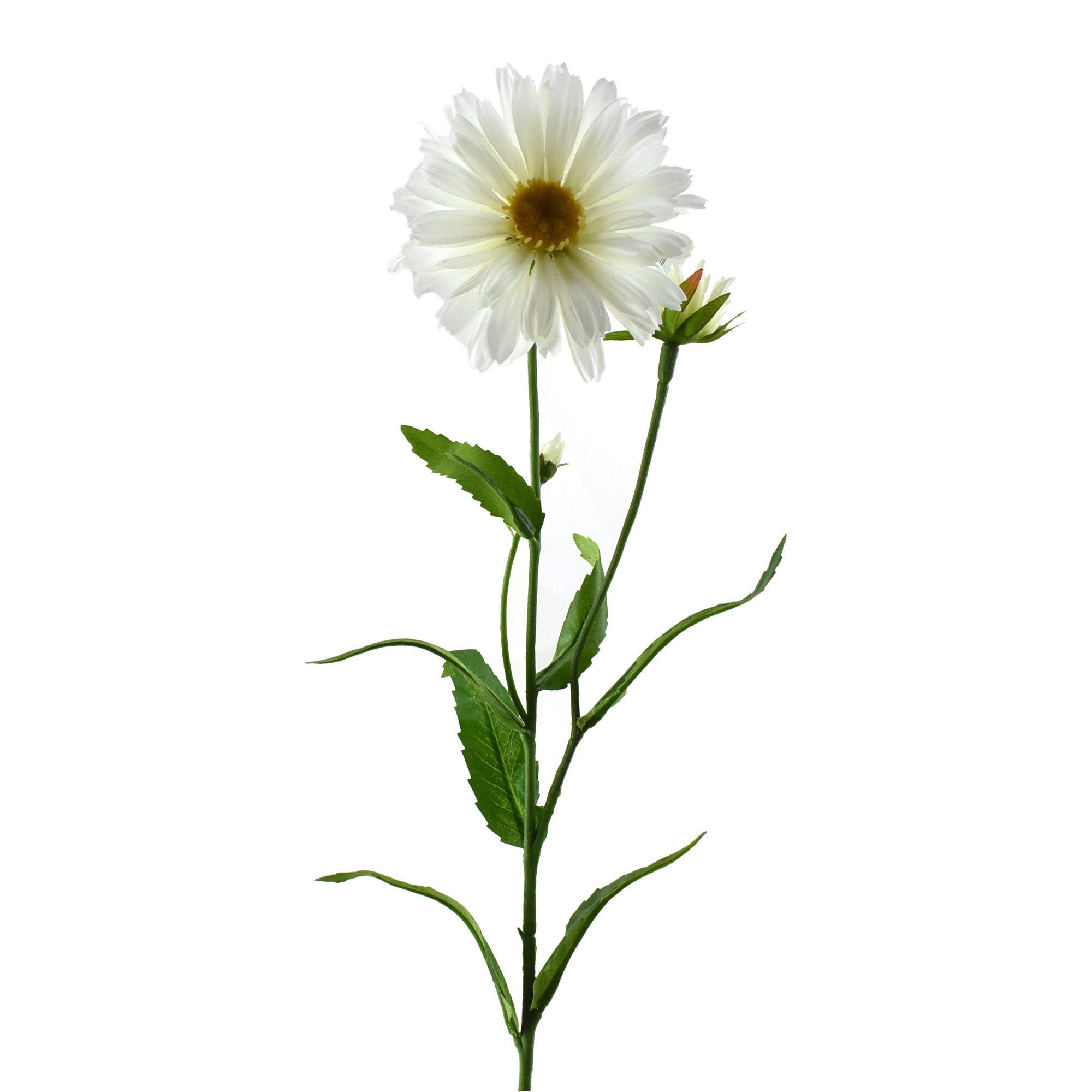 Single Daisy With Stem