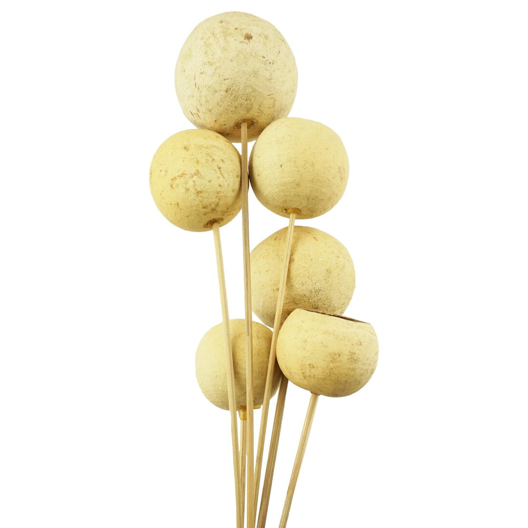 Dried Natural Bell Cups Bundle - Etsy