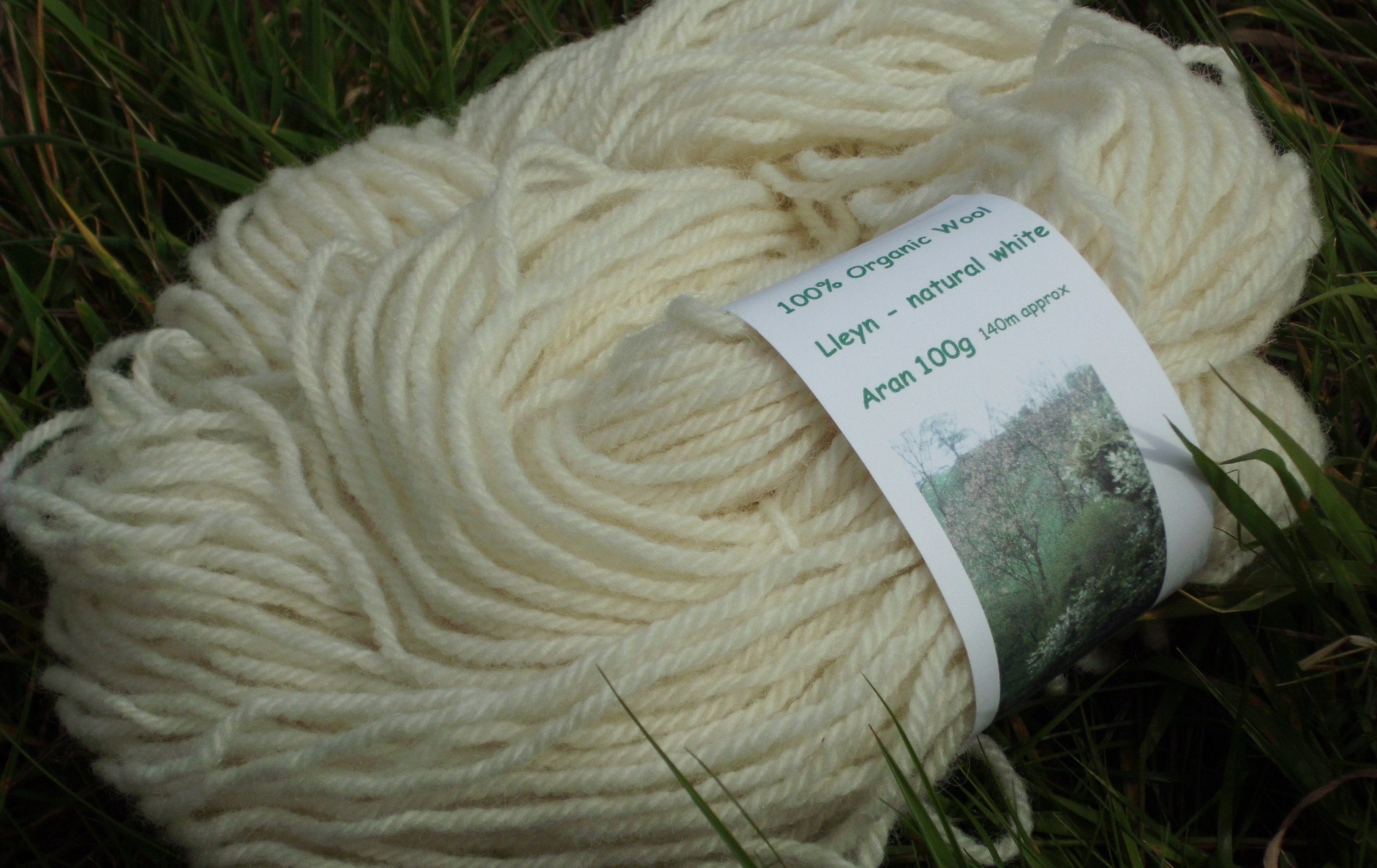 Natural Undyed Organic Wool From Our Flock of Lleyn Sheep to - Etsy UK