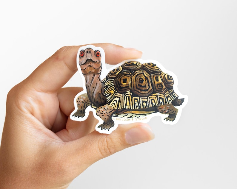 Box Turtle Animal Sticker - Waterproof Vinyl Sticker - Etsy