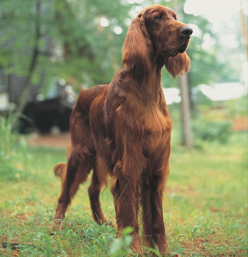 Irish Setter 3D Leather Dog Keychain Keyring Purse Charm Zipper Pull ...