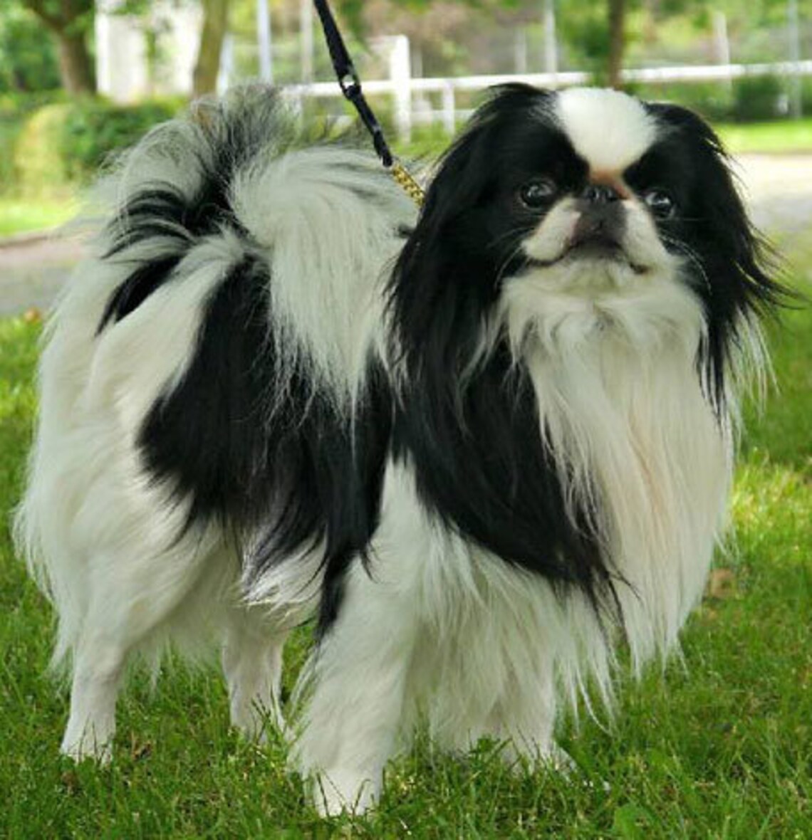 Japanese Chin 3D Leather Dog Keychain Keyring Purse Charm Zipper Pull ...