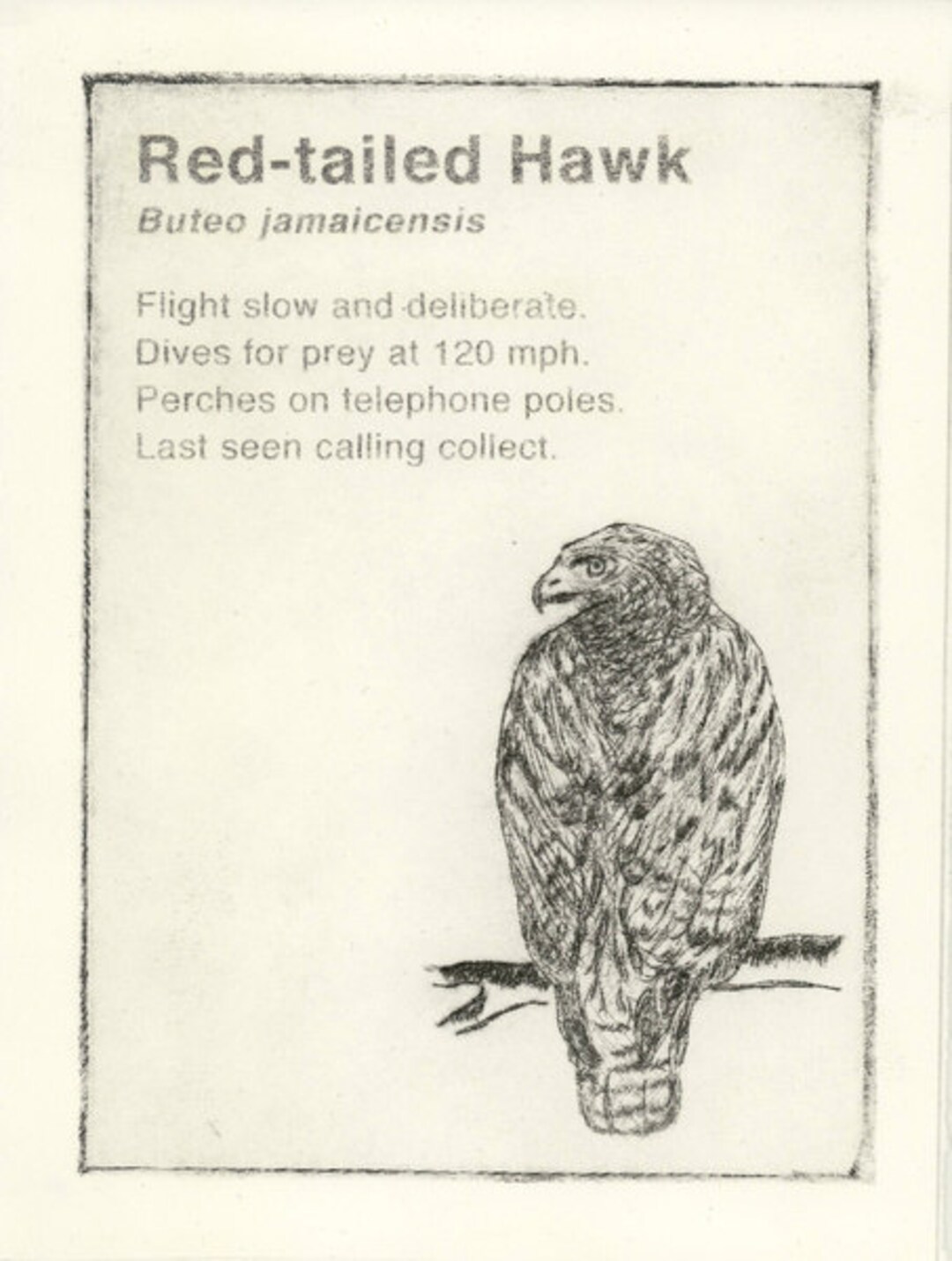 Red-tailed Hawk Original Print - Etsy