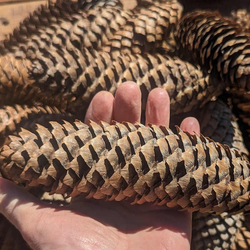Large Pine Cones - Etsy