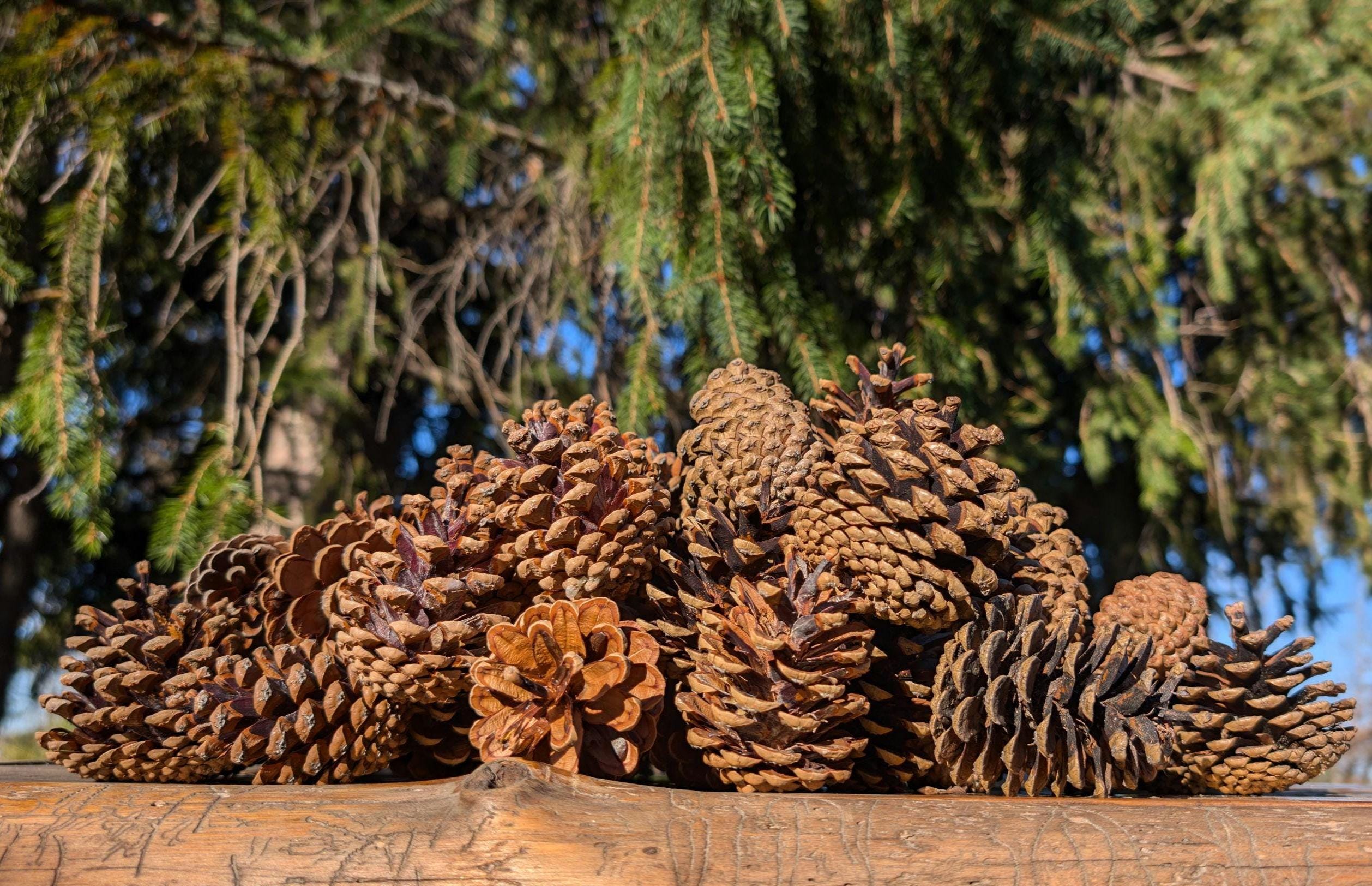 50 REAL Ponderosa Pine Cones (pinus Ponderosa) Hand Picked From the ...