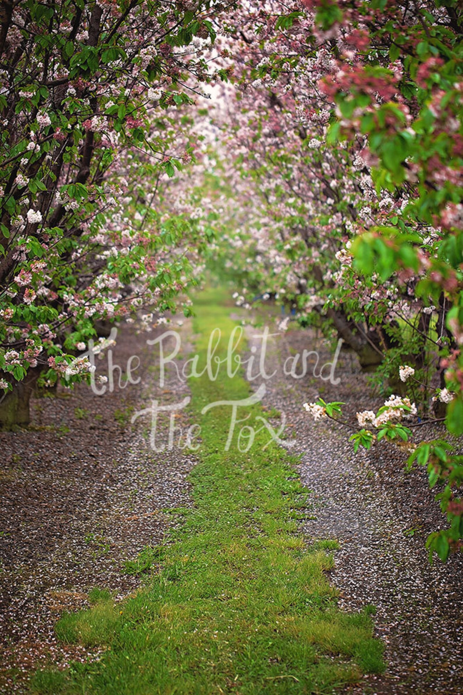 Cherry Blossom Orchard Digital Backdrop Background Photography - Etsy