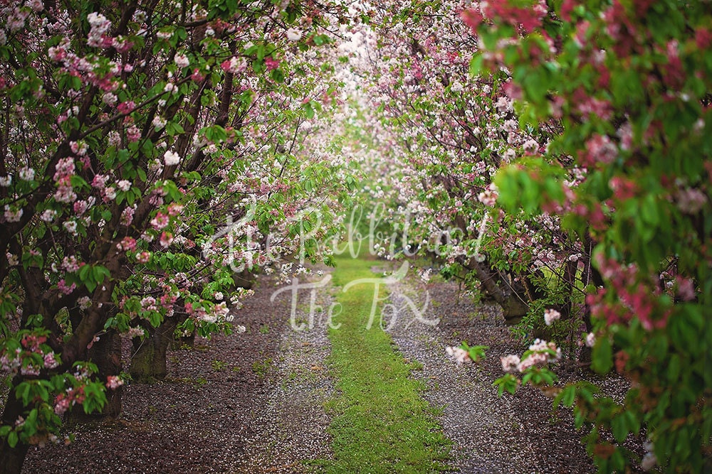 Cherry Blossom Orchard Digital Backdrop Background Photography | Etsy