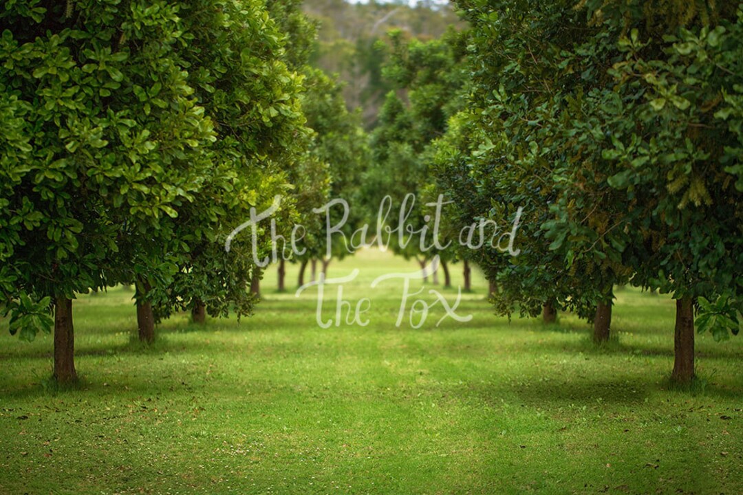 Macadamia Orchard Digital Backdrop Background Photography Photoshop ...