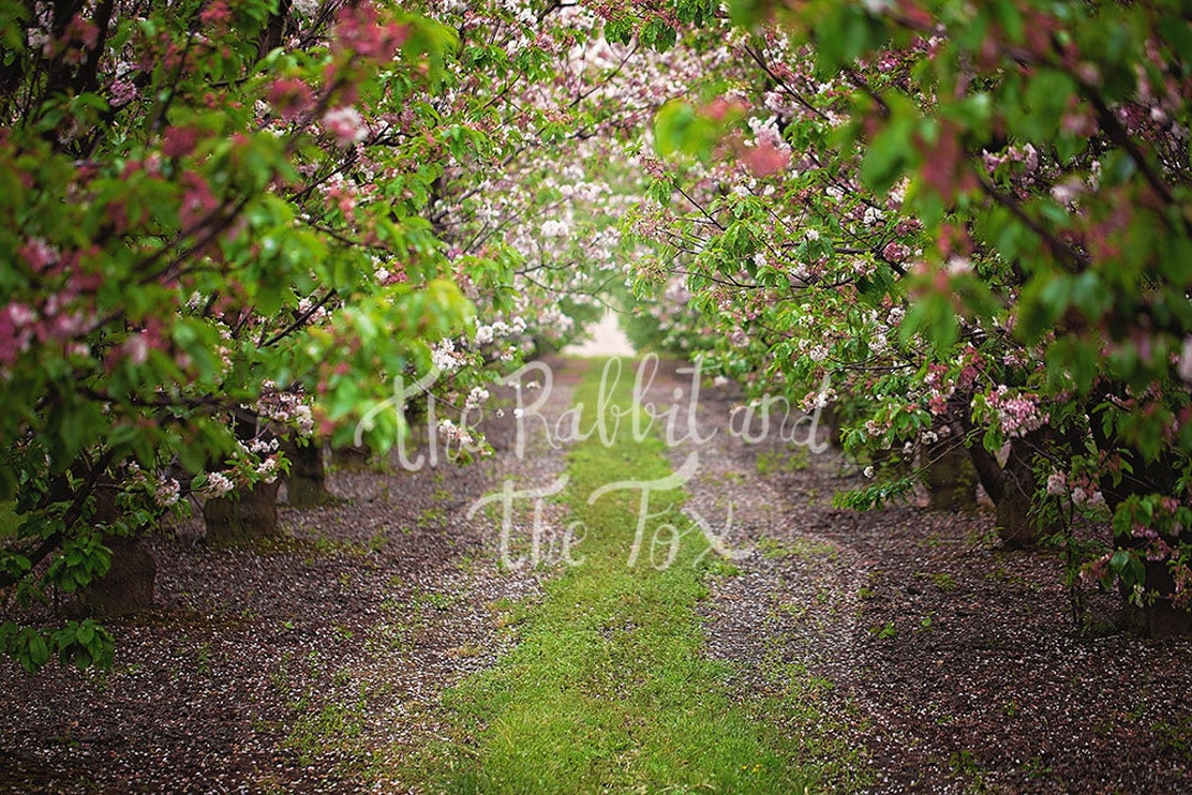 Cherry Blossom Orchard Digital Backdrop Background Photography ...