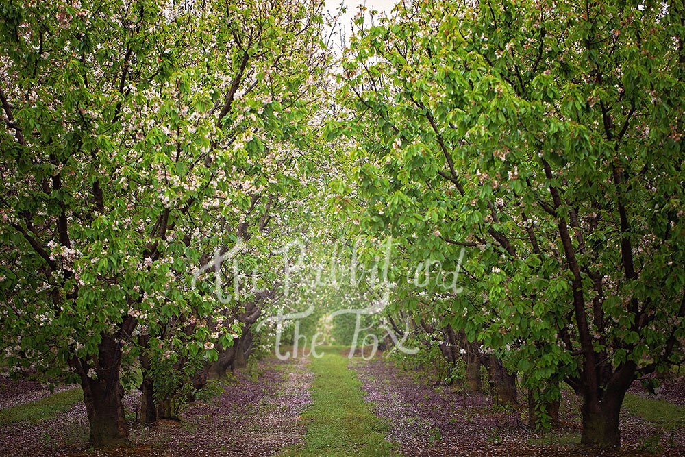 Cherry Blossom Orchard Digital Backdrop Background Photography ...