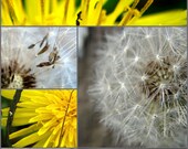 Items similar to The Angles of a Dandelion Collage- Fine Art ...