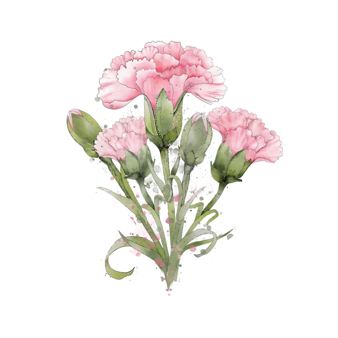 Watercolor Pink Carnation Sticker, January Birth Flower - Etsy