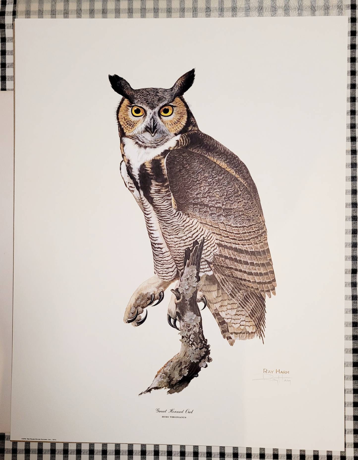Ray Harm Wildlife Print the Great Horned Owl - Etsy