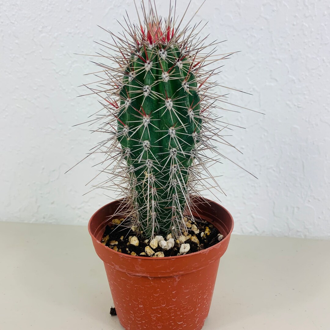 Small Cardon - False Saguaro, Mexican Giant Elephant Cactus ...