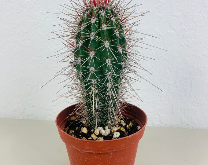 Echinopsis Candicans (argentine Giant) XXL Live Cactus Plant Rooted ...