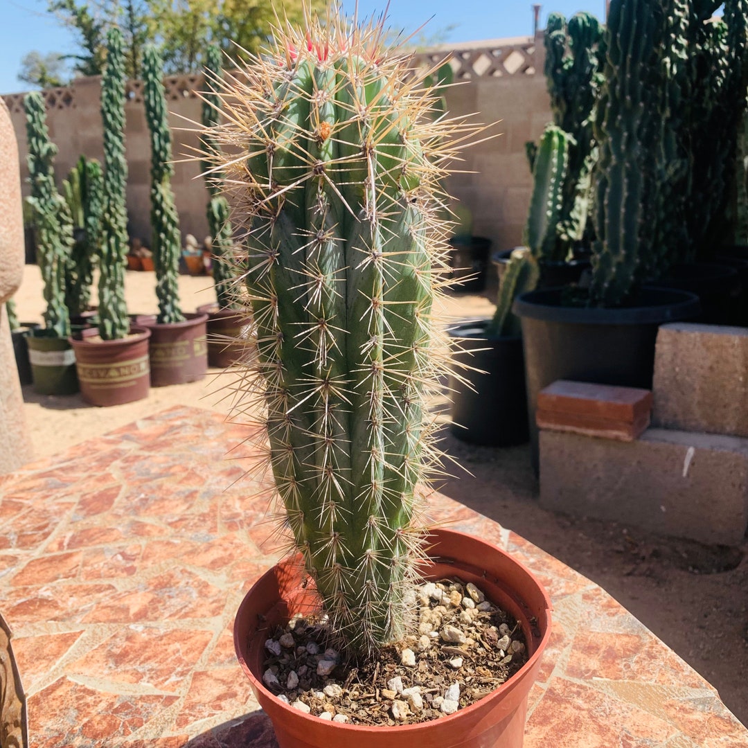 Cardon False Saguaro Mexican Giant Elephant Cactus. - Etsy