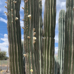 Cardon - False Saguaro, Mexican Giant Elephant Cactus. Pachycereus ...
