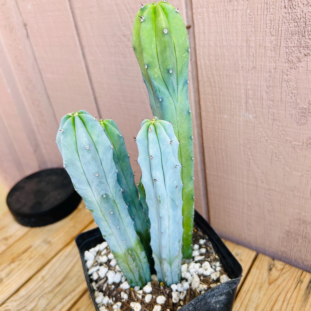Blue Myrtle Cactus Multi-column. Myrtillocactus Geometrizans - Live ...