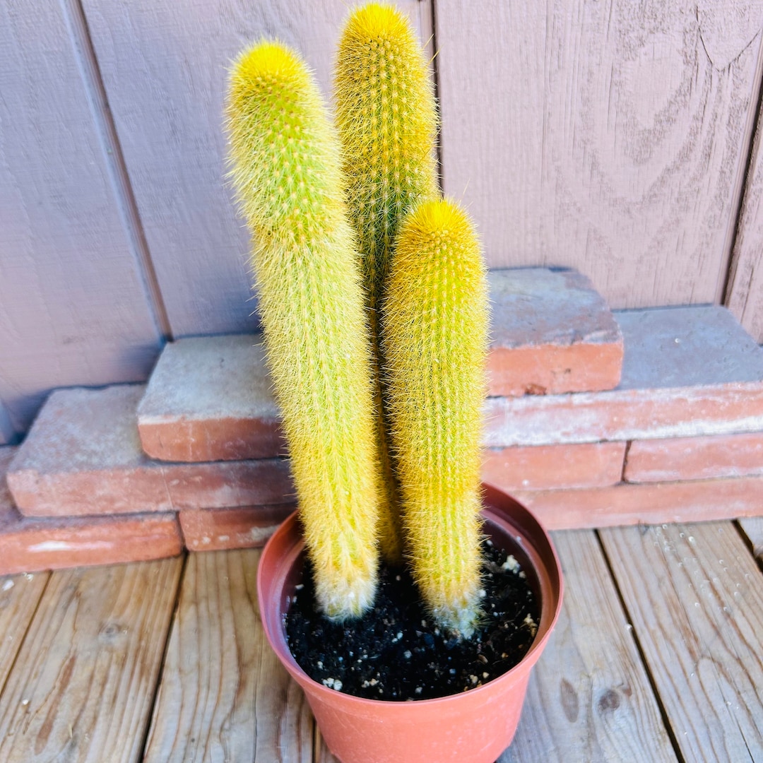 Red Foxtail Cactus 3 Columns. Espostoa Guentheri Live, Well Rooted in 6 ...