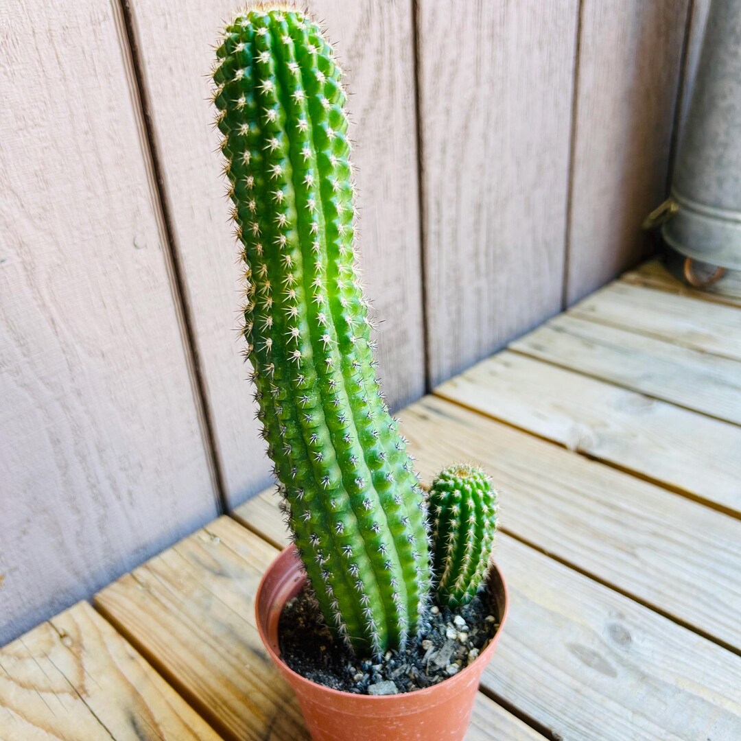 Indian Comb Corncob Cactus - Trichocereus Brevispinulosus. Beautiful 8 ...