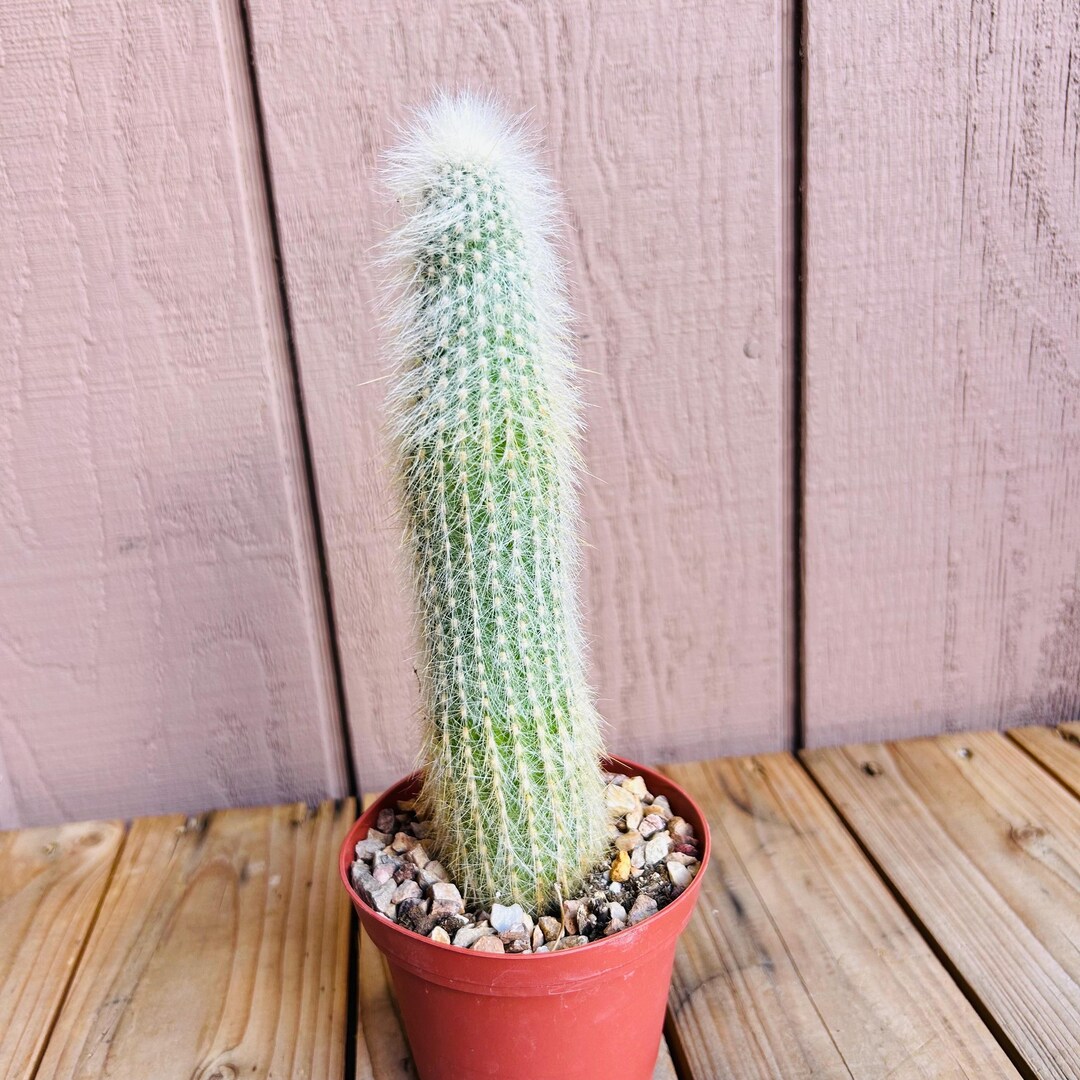 Cleistocactus Strausii Silver Torch Hairy Wooly Red Flowering Cactus ...