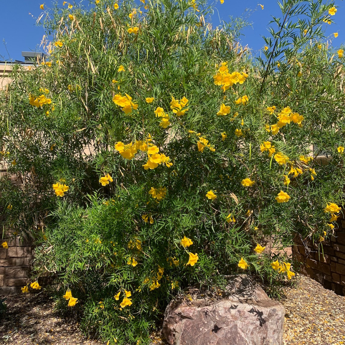 Tecoma Stans Plant Seeds. Common Name Arizona Yellow Bells or Esperanza ...