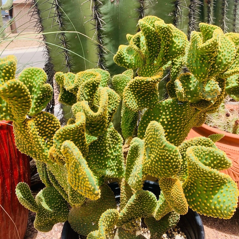Opuntia Microdasys Monstrosus Golden Swirl Cactus Plant Pad Cutting ...