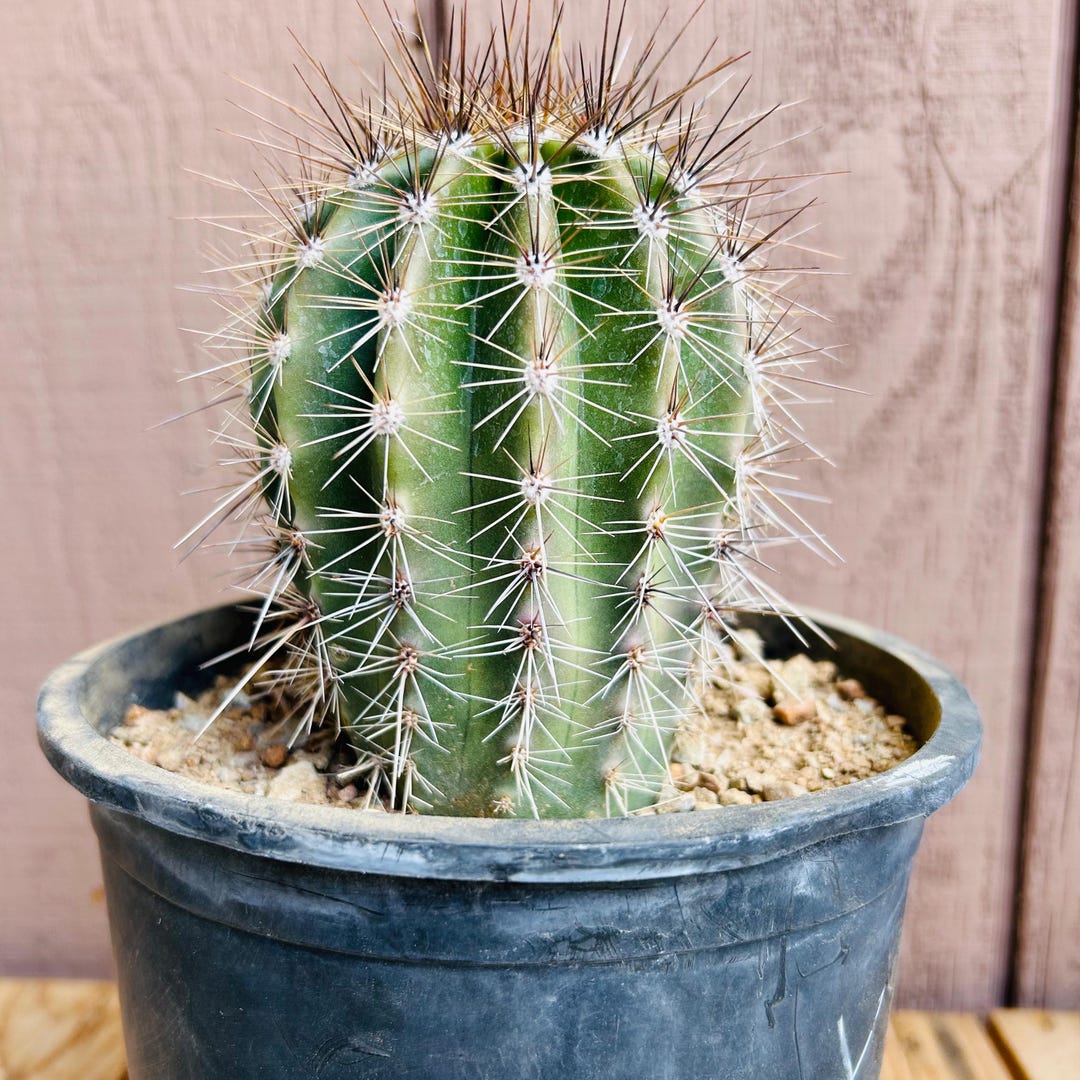Live, Rooted Saguaro Cactus! Carnegiea Gigantia. Seed Grown - 5” in ...