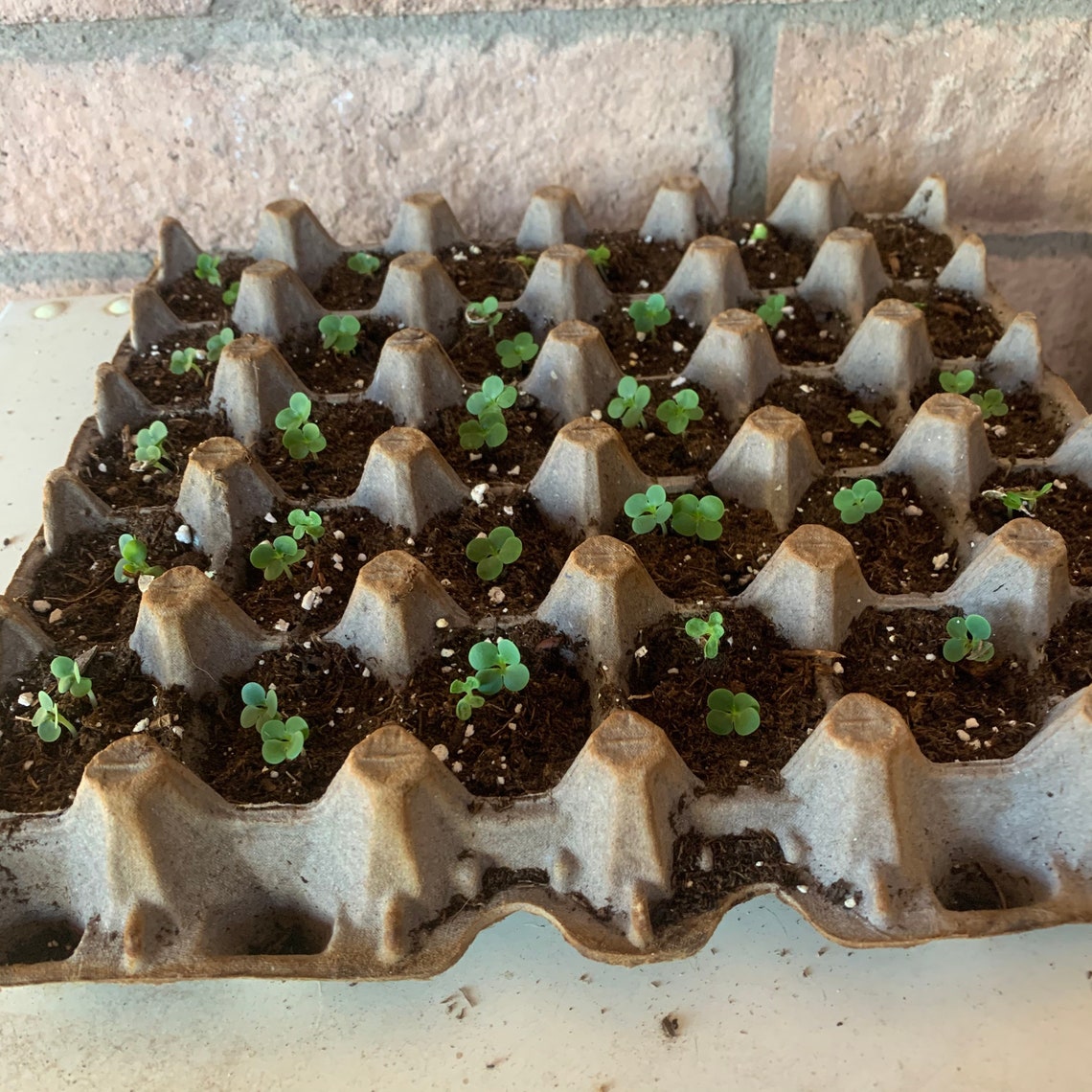 Tecoma Stans Plant Seeds. Common Name Arizona Yellow Bells or Esperanza ...