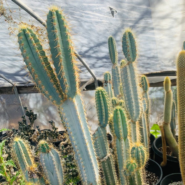 Blue Cactus Live Plant - Etsy