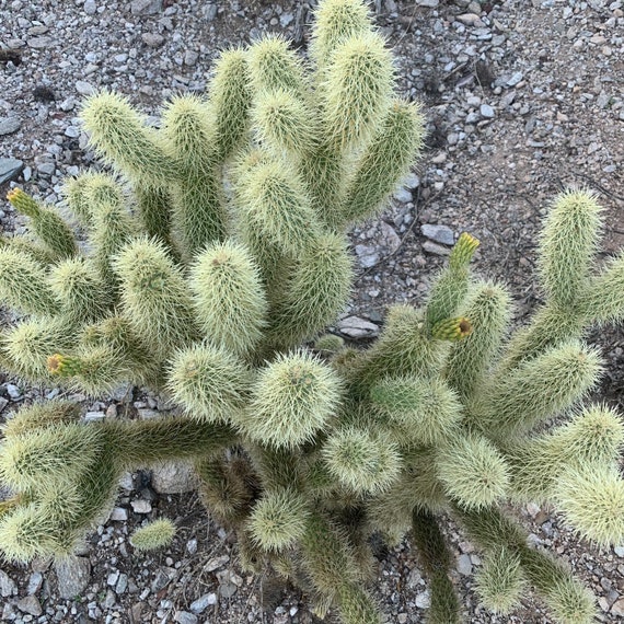 Jumping Cholla Cactus