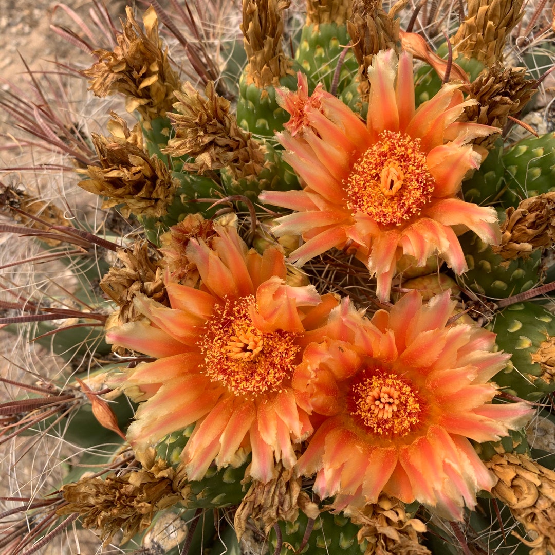 One Live Fish-hook Barrel Cactus, Also Known as Arizona Barrel Cactus ...