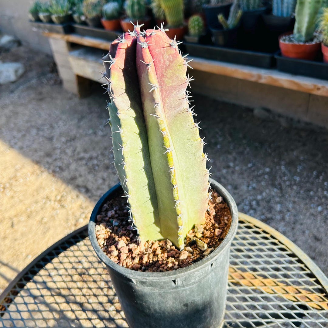 Wooly Senita Cactus - Lophocereus Schottii- Live, Well Rooted 8” Tall ...