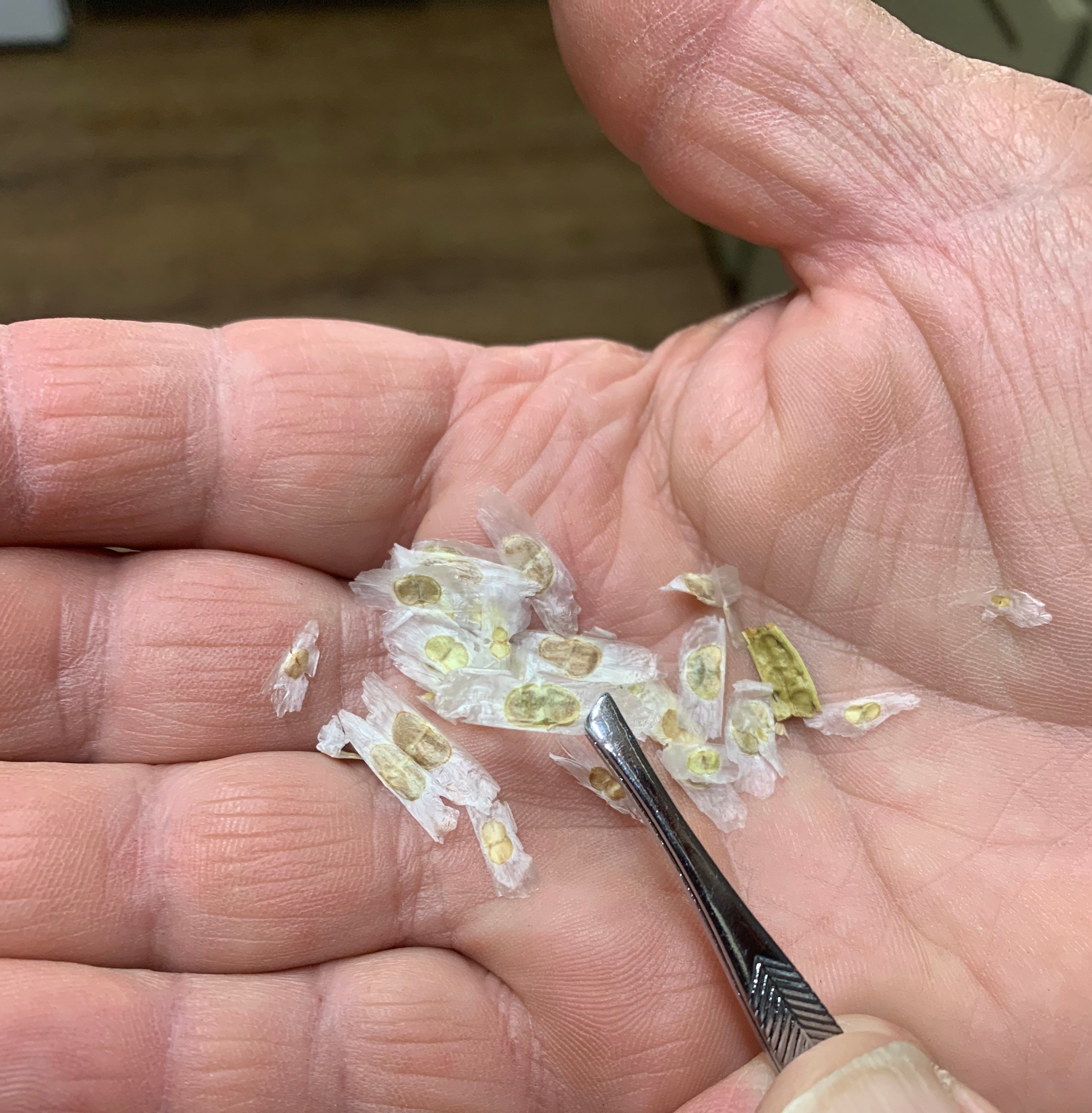 Tecoma Stans Plant Seeds. Common Name Arizona Yellow Bells or Esperanza ...
