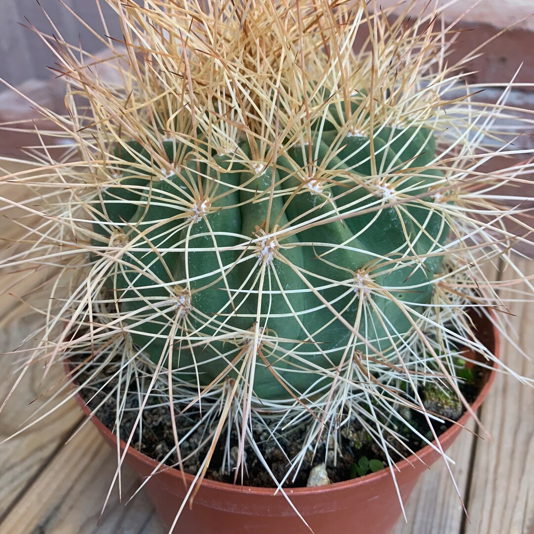 Echinopsis Formosa Soehrensia Koko Pasakana South American Cactus ...
