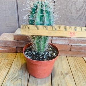 Cardon - False Saguaro, Mexican Giant Elephant Cactus. Pachycereus ...