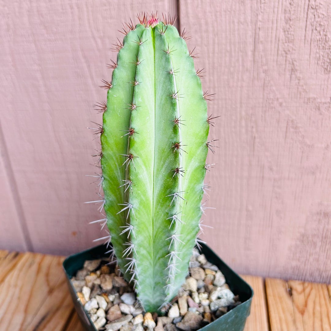 Live, Rooted Chichituna Cactus! Polaskia Chichipe. Seed Grown 10” to 11 ...