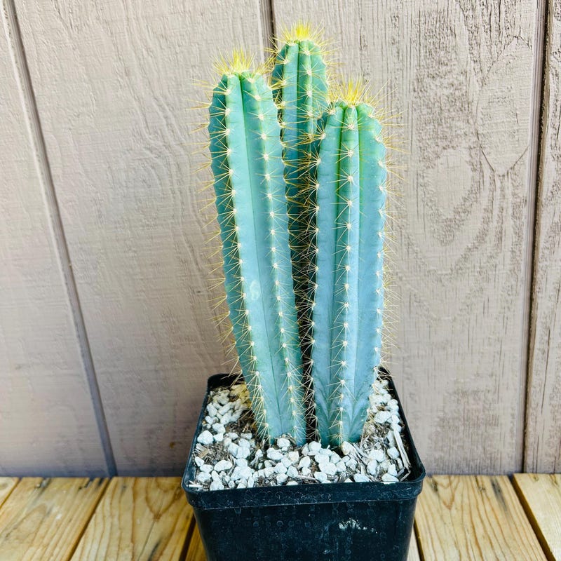 Blue Cactus - Etsy