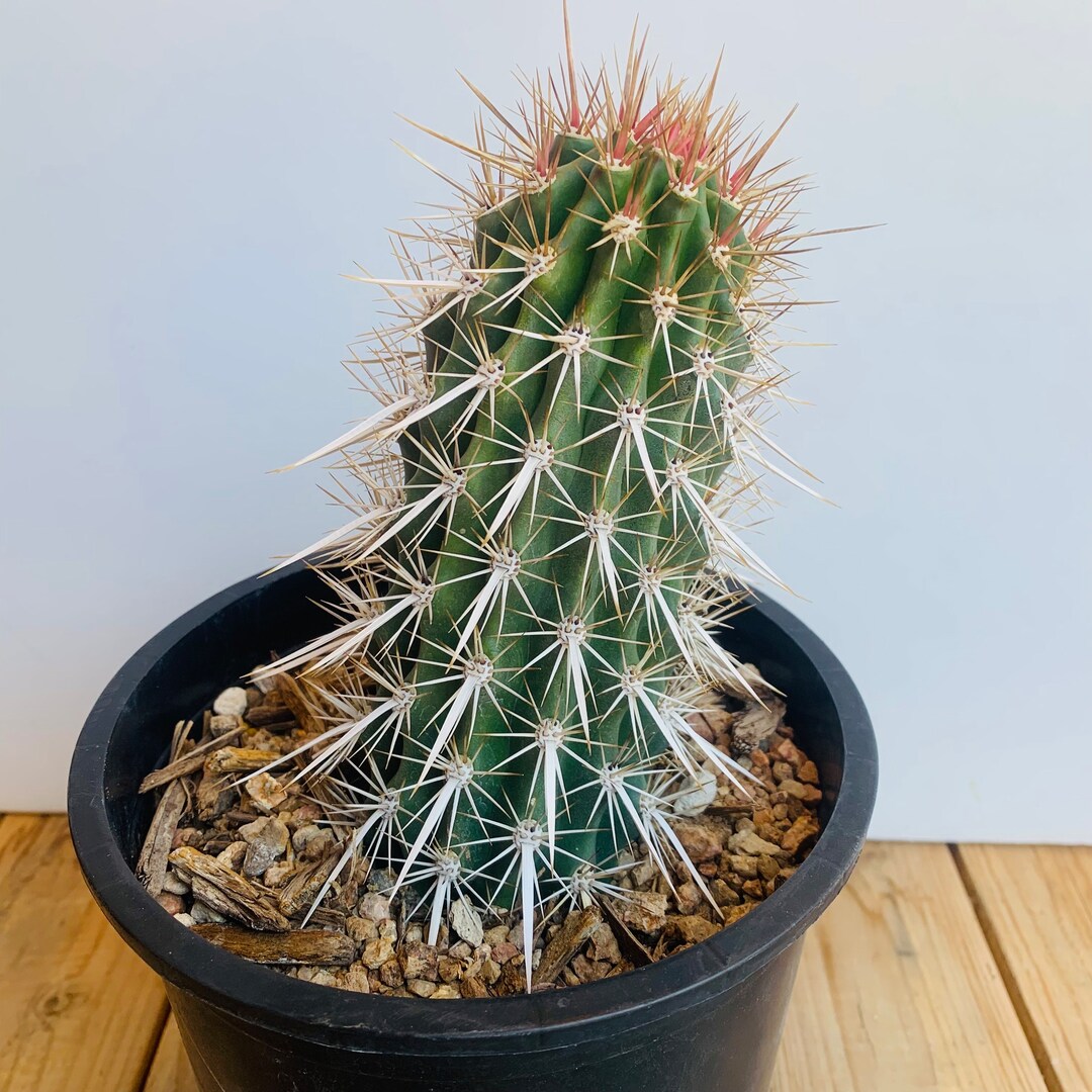 Creeping Devil Cactus - Stenocereus Eruca - Caterpillar Cactus or ...