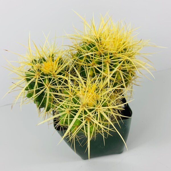 Barrel Cactus - Etsy