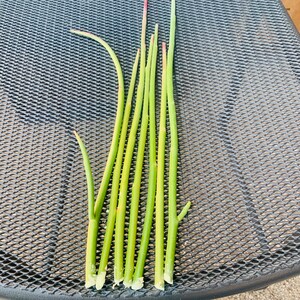 Lady Slipper Plant, Pedilanthus Macrocarpus. Live, Tip Cuttings, 7 ...