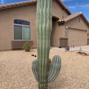 Small Cardon - False Saguaro, Mexican Giant Elephant Cactus ...