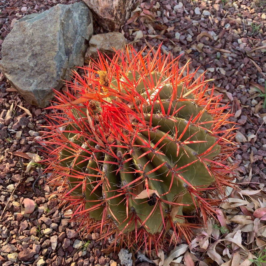 One Live Small Size Red Barrel Cactus Also Known as Fire - Etsy