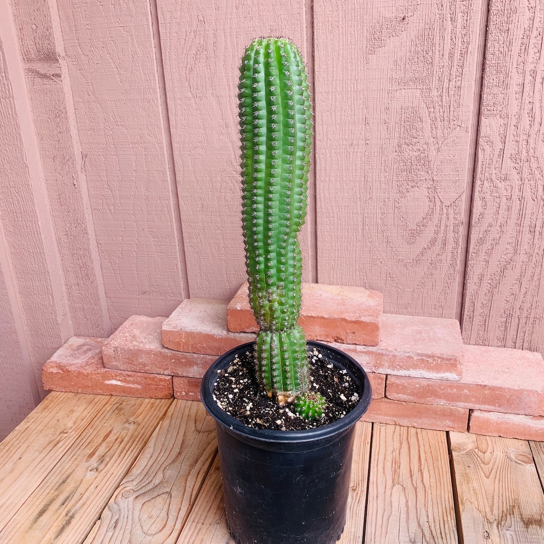 Indian Comb Corncob Cactus Trichocereus Brevispinulosus. Beautiful 13 ...