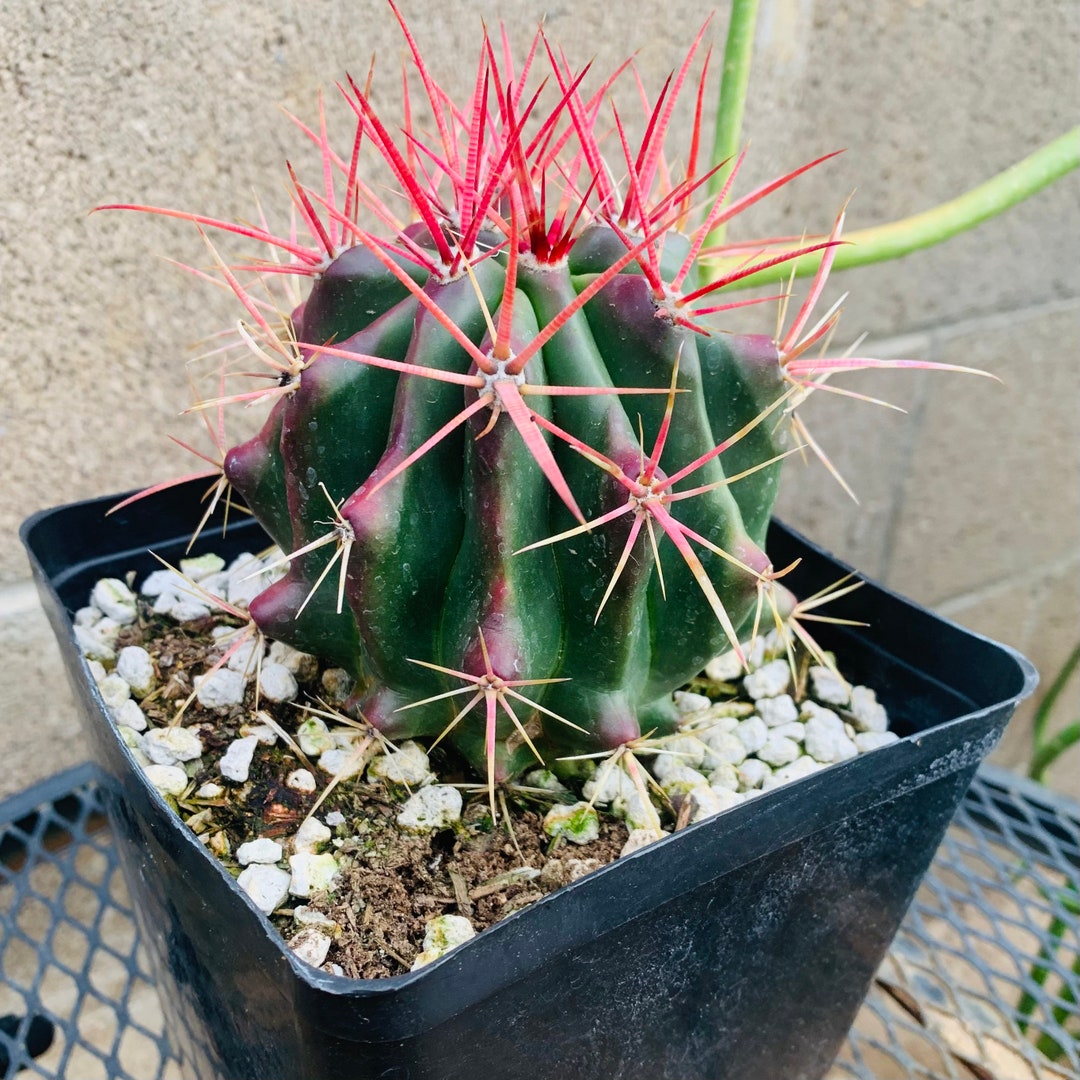 One Live, Medium Size, Red Barrel Cactus, Also Known as Mexican Fire ...