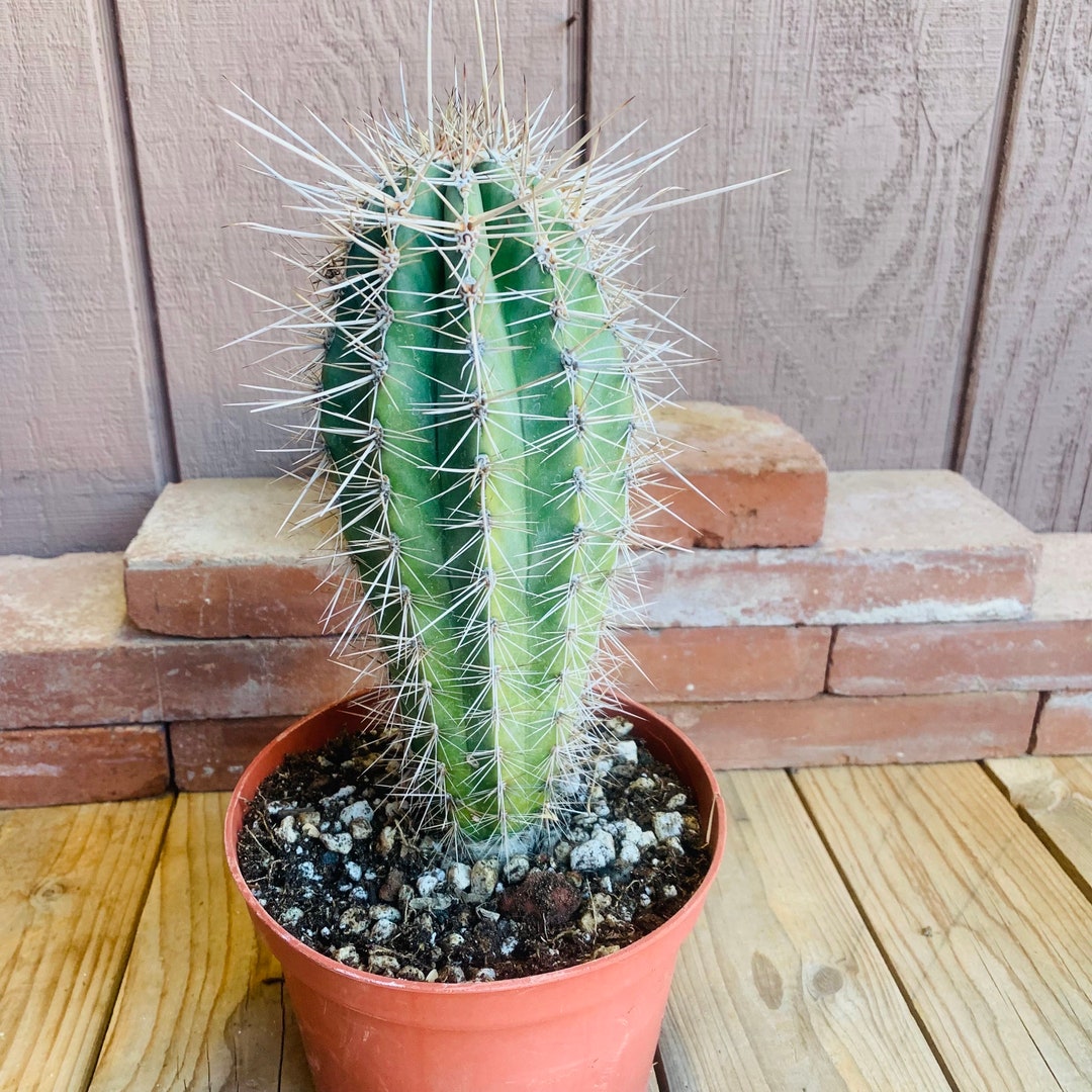 Cardon - False Saguaro, Mexican Giant Elephant Cactus. Pachycereus ...