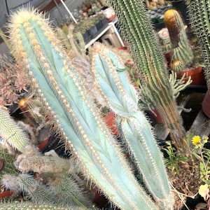 Blue Torch Cactus. Pilosocereus Azureus - Live, Well Rooted 6" - 10 ...