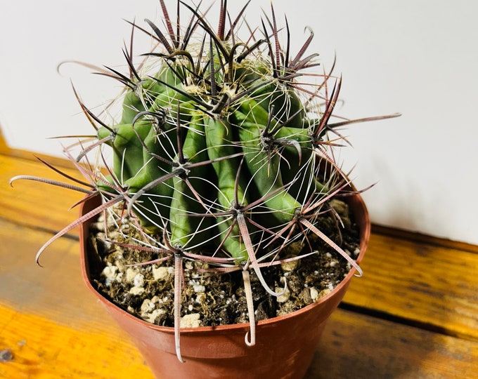 Ferocactus Cylindraceus Var. Tortulispinus (california Barrel) Barrel ...