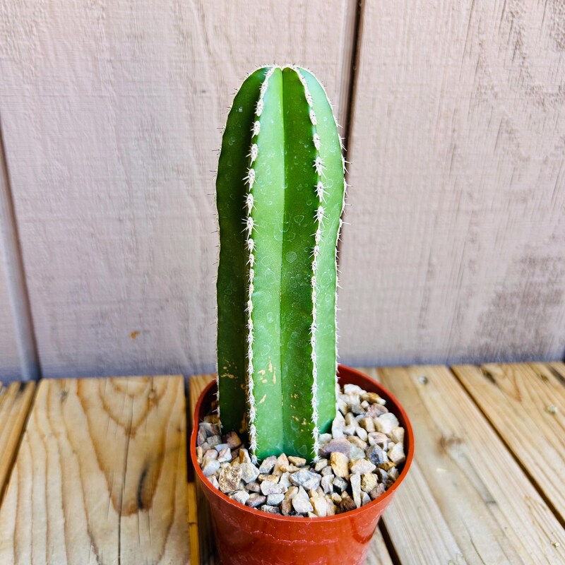 Fence Post Cactus - Etsy